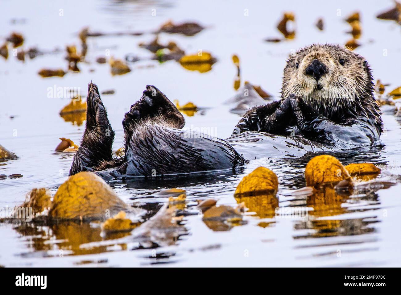 relaxed Sea Otter Stock Photo - Alamy