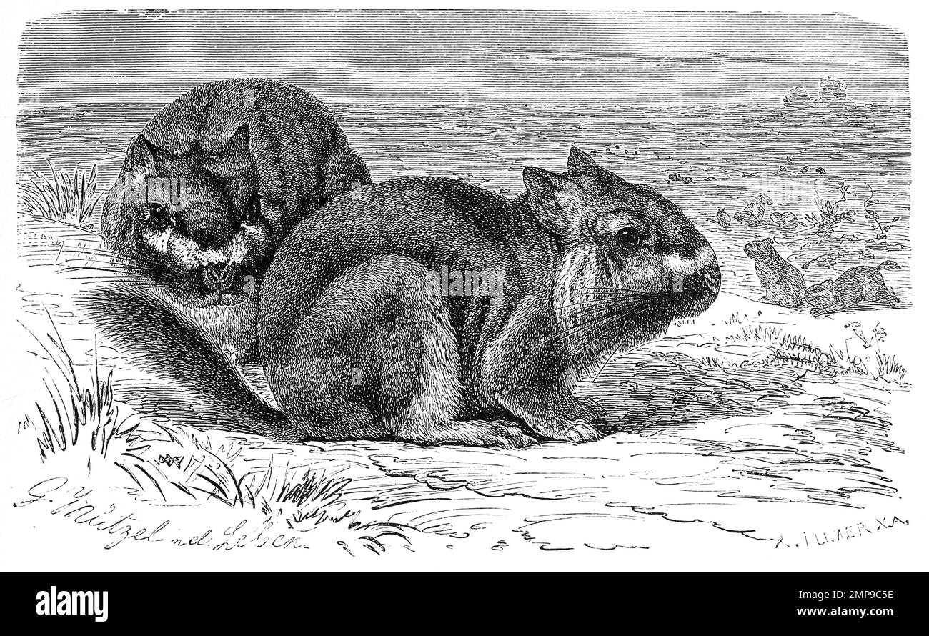 Vizcacha drawing hi-res stock photography and images - Alamy