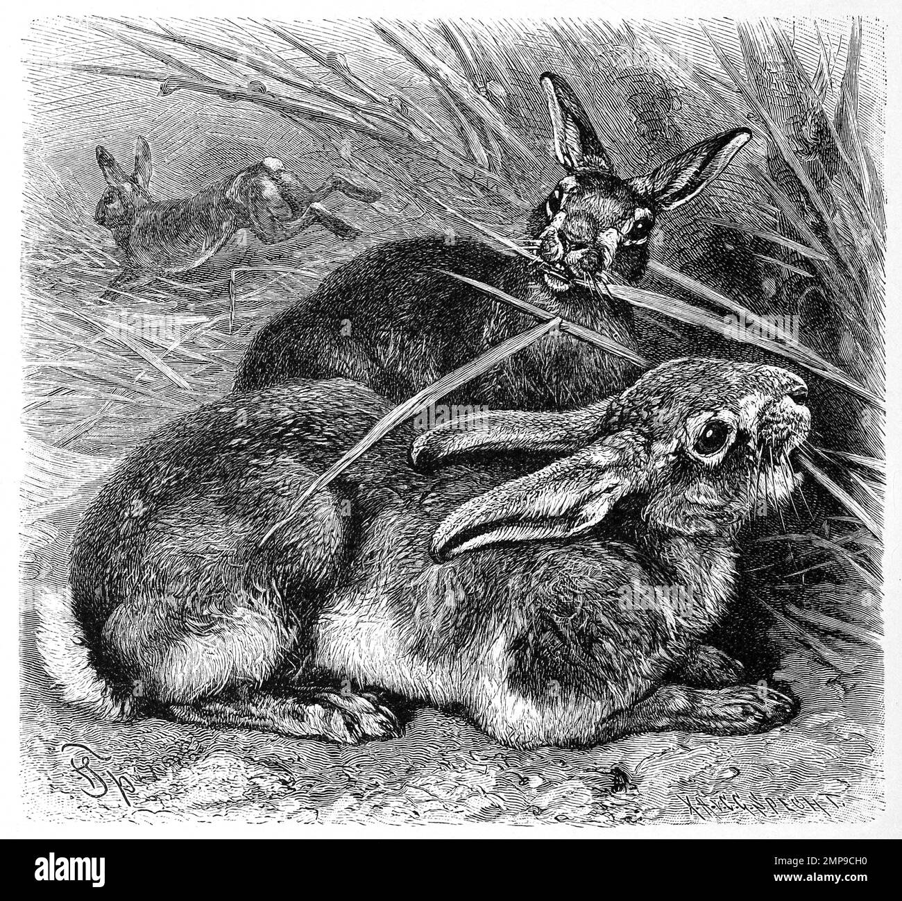 Der hase hi-res stock photography and images - Alamy