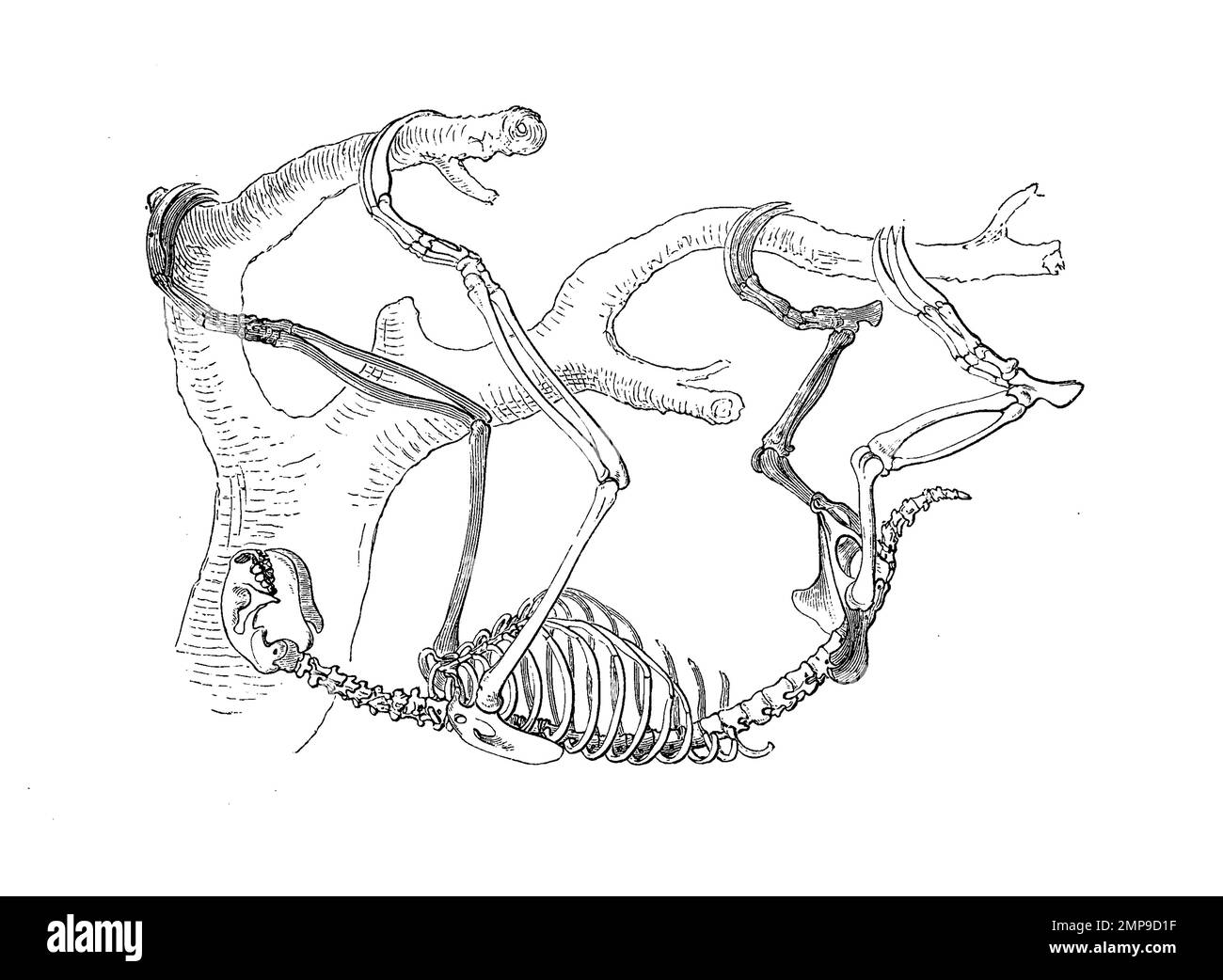 Skelett des Ai, Faultier, Weißkehl-Faultier oder Ai, Bradypus ...
