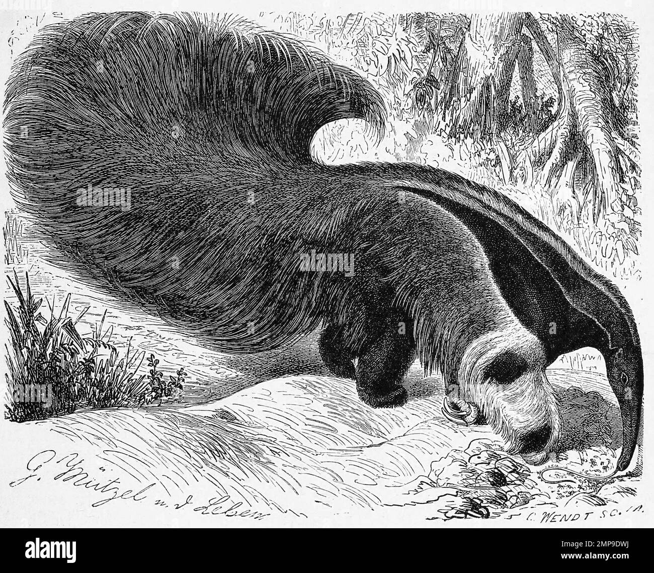 Durumi, Große Ameisenbär, Myrmecophaga tridactyla, ein Säugetier aus ...