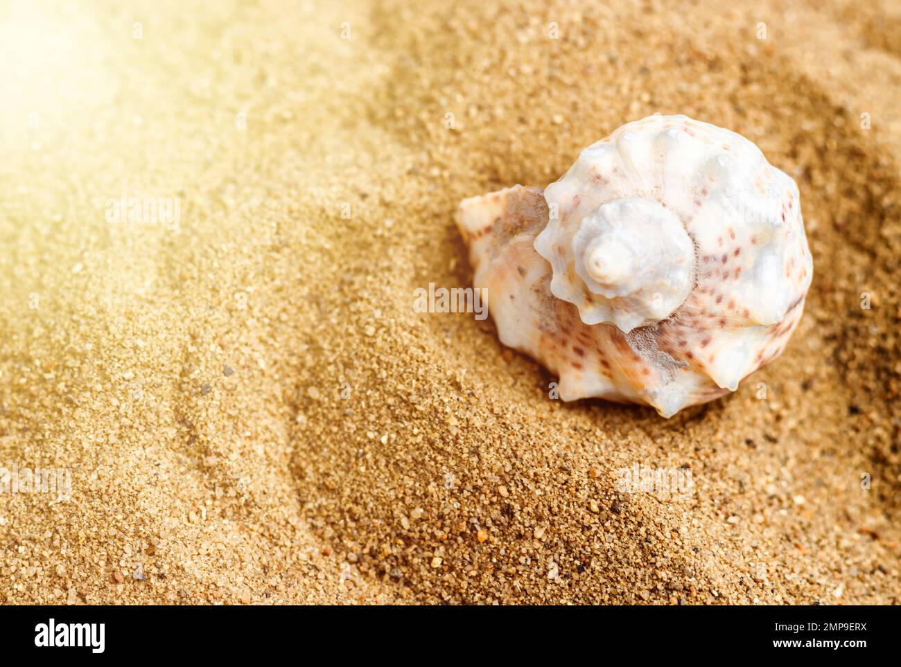 assorted mixed sea shells snail house on sands Stock Photo - Alamy