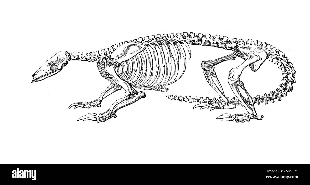 Squelette De Pangolin An Armadillo's Protective Shell, Called The