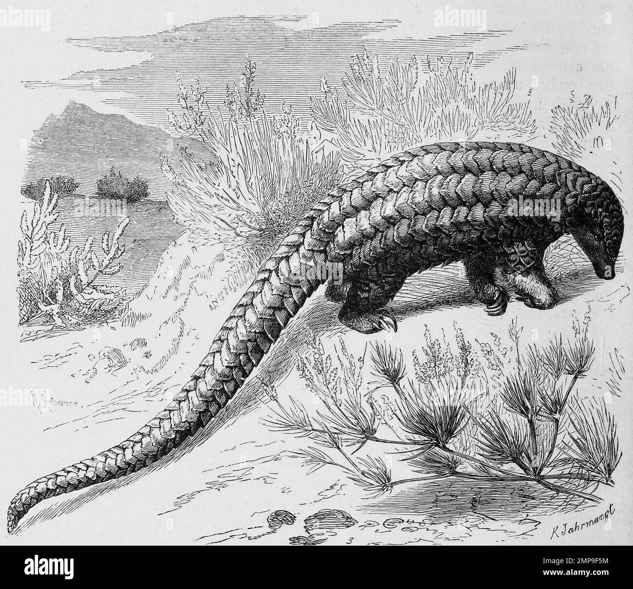 pangolin drawing reference