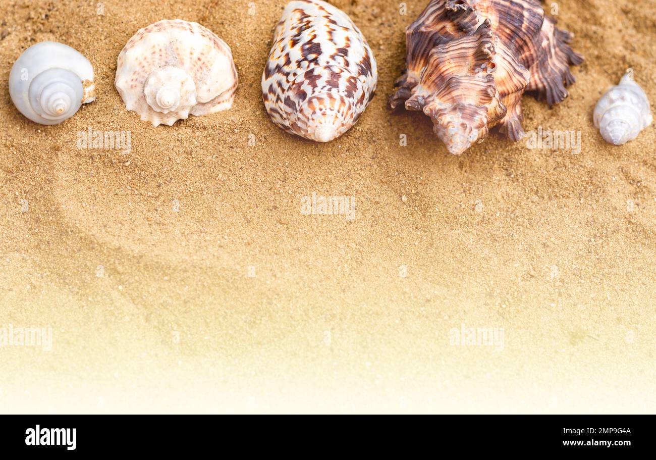 assorted mixed sea shells snail house on sands Stock Photo - Alamy