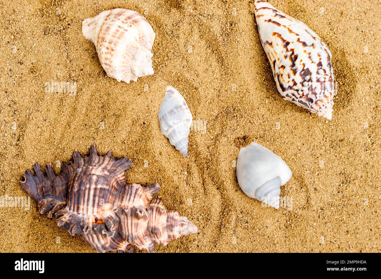 assorted mixed sea shells snail house on sands Stock Photo - Alamy