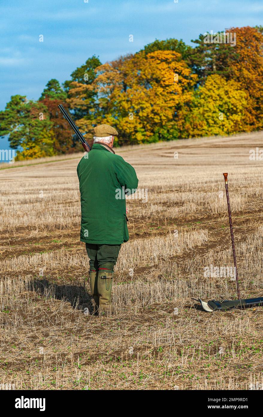 A man with a shotgun at the start of a pheasant shoot on a warm autumn ...