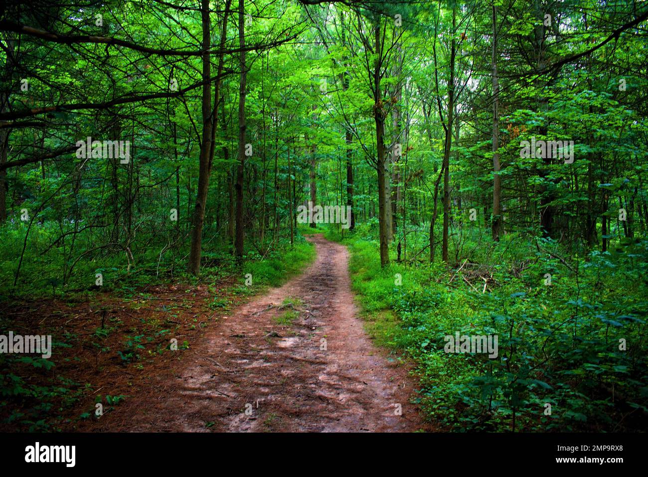 A narrow path running through a dense forest, with lush green trees ...