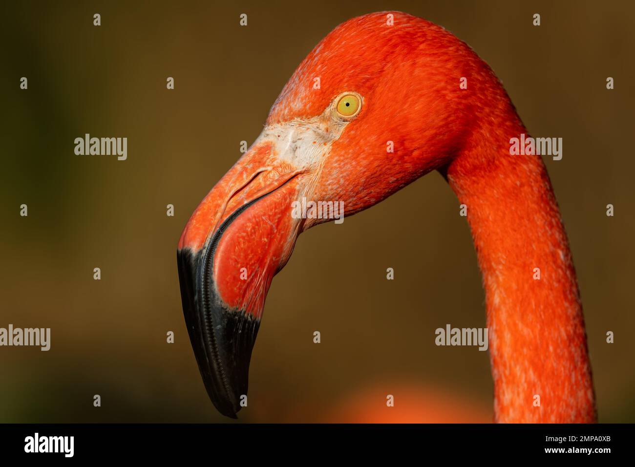 American Flamingo - Phoenicopterus ruber, portrait of beautiful colored ...