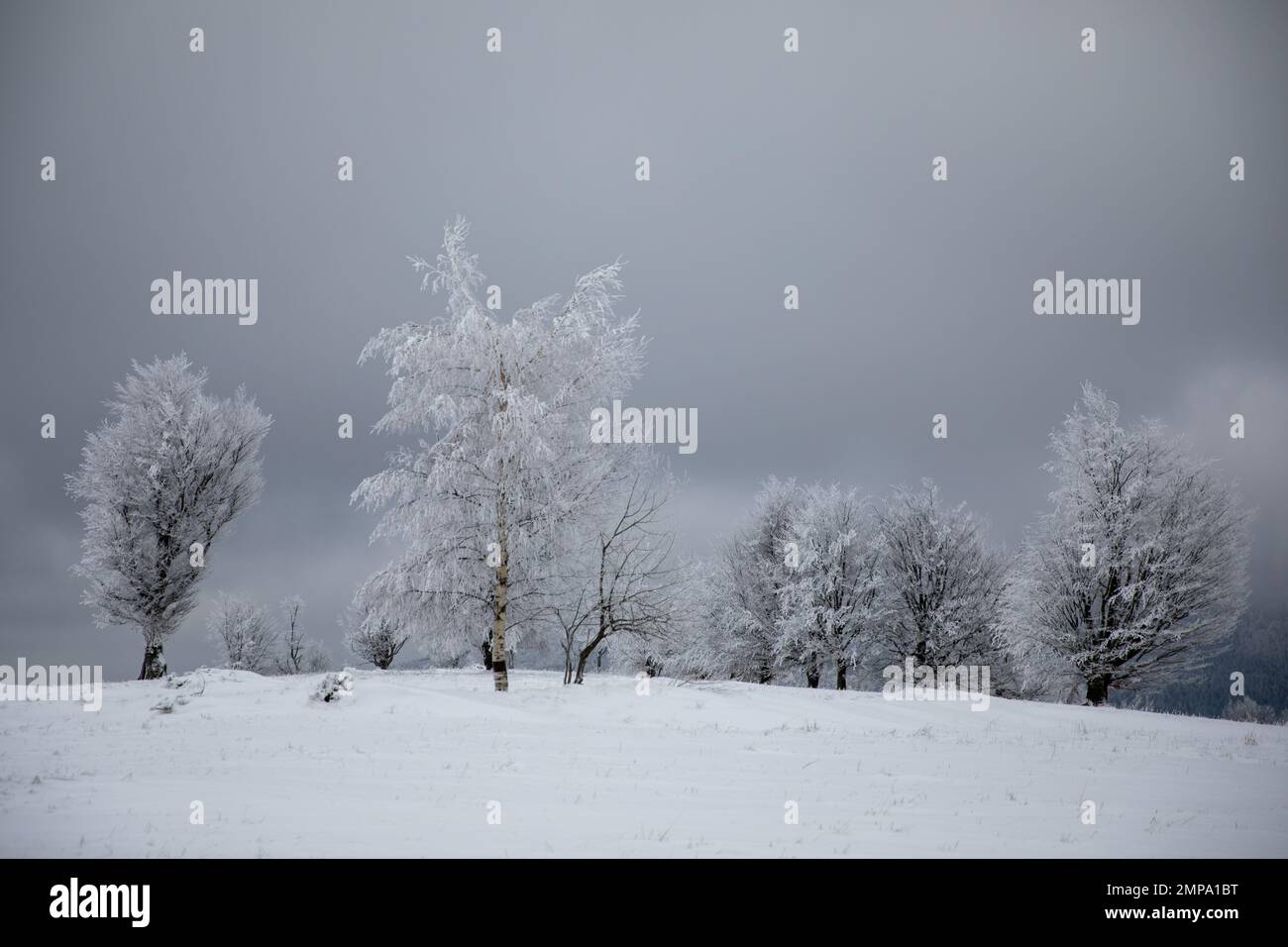 Cloudy weather forest hi-res stock photography and images - Alamy