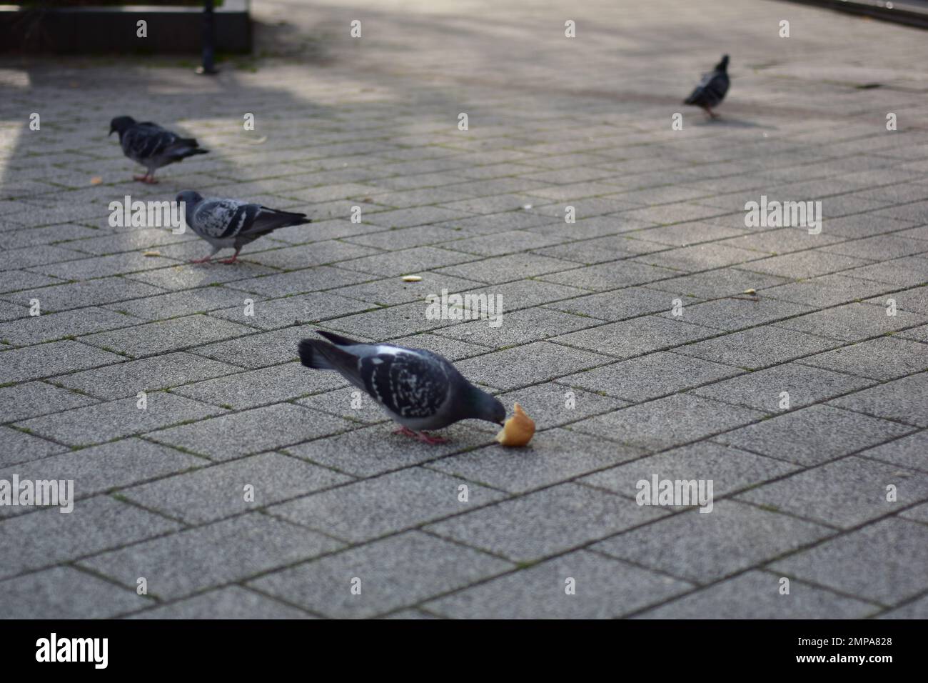 Common pigeon looking food hi-res stock photography and images - Alamy