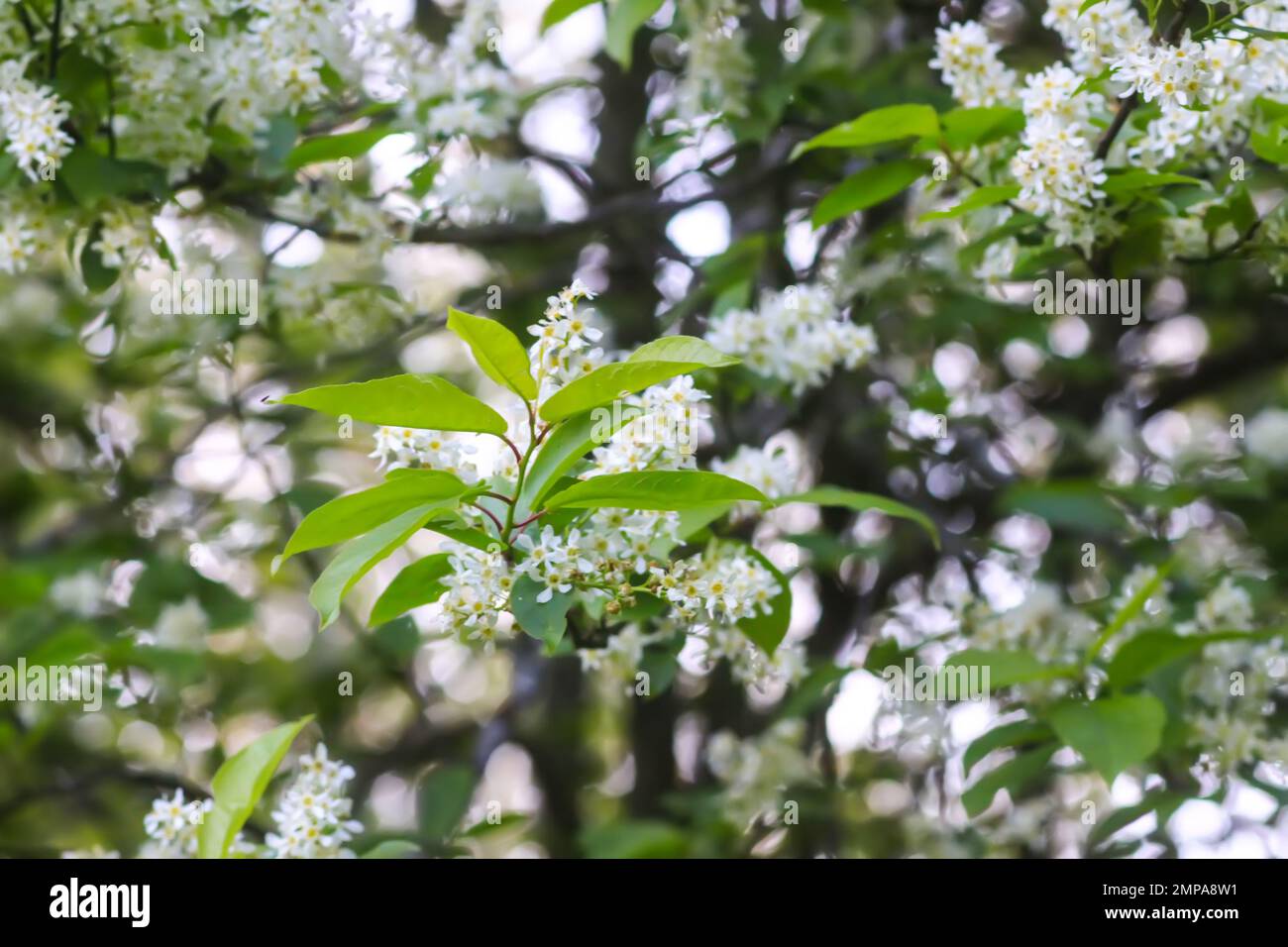 White bird cherry blossoms in spring park. Beautiful nature background ...