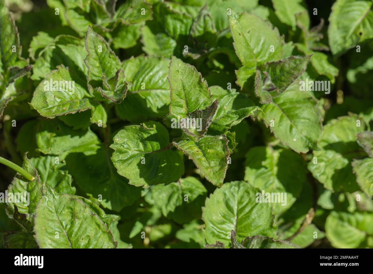 Monarda didima planting young plants Stock Photo - Alamy