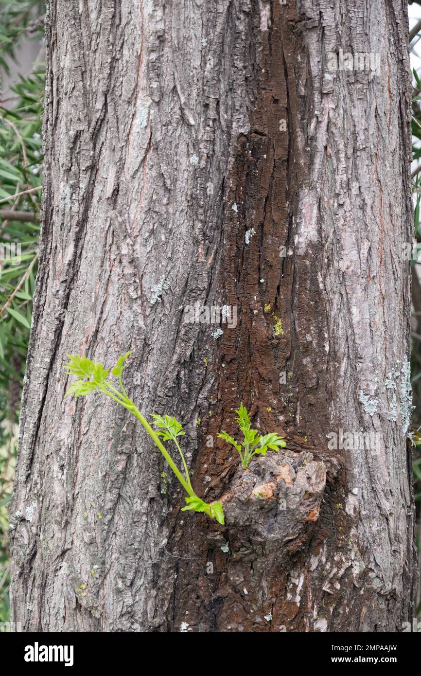 Small plants growing over old tree trunks Stock Photo - Alamy