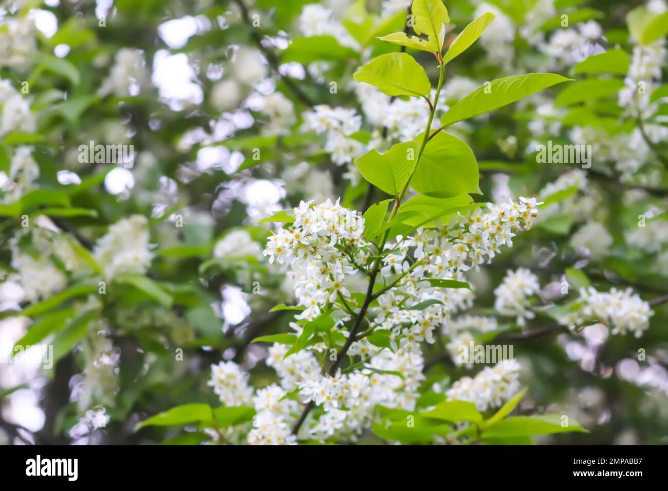 White bird cherry blossoms in spring park. Beautiful nature background ...
