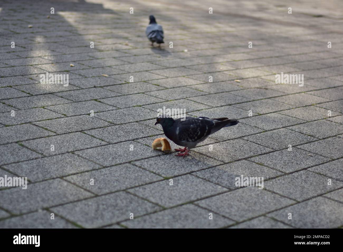 Common pigeon looking food hi-res stock photography and images - Alamy