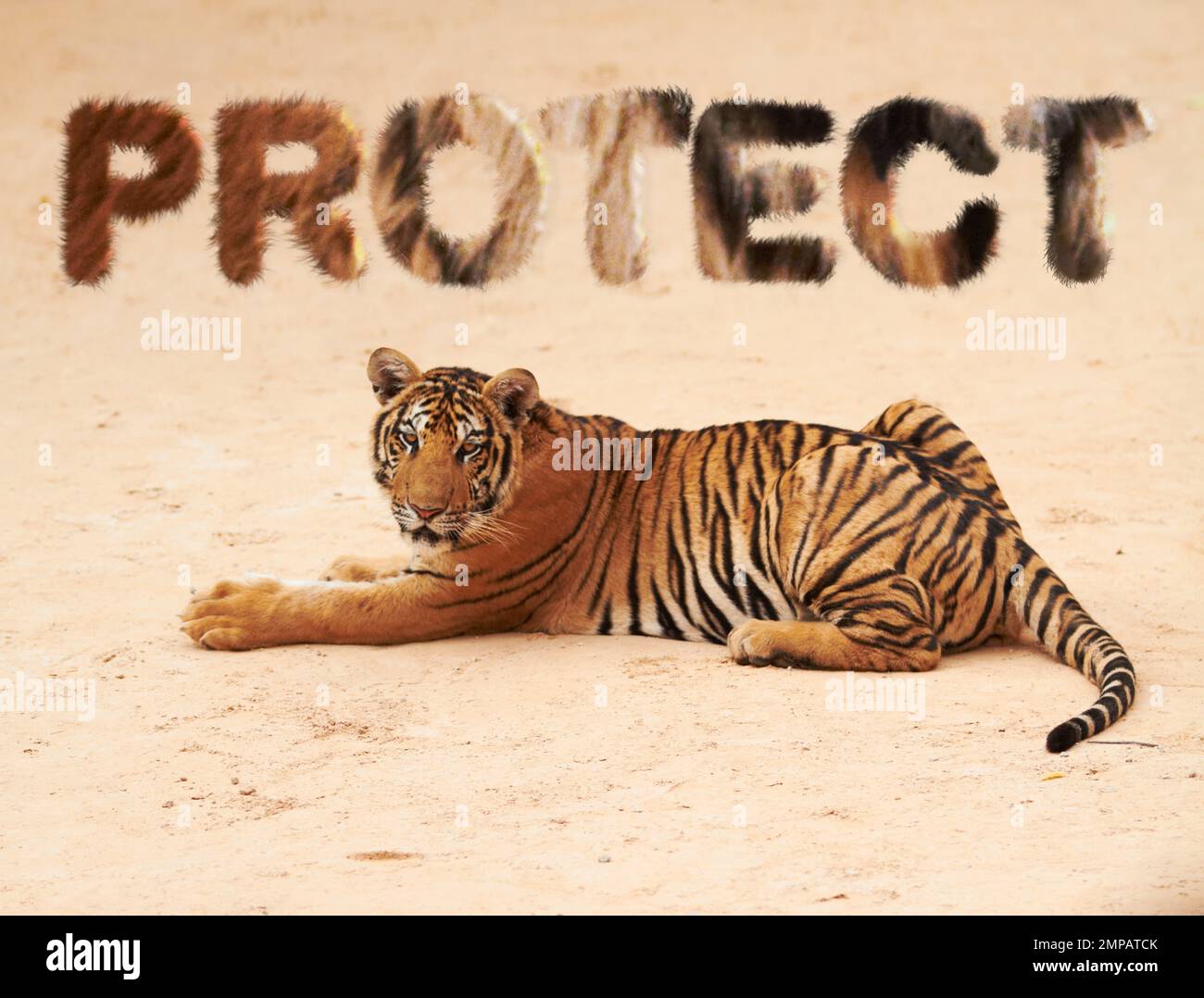 Tiger, animal and text overlay to protect nature, zoo or safari with ...