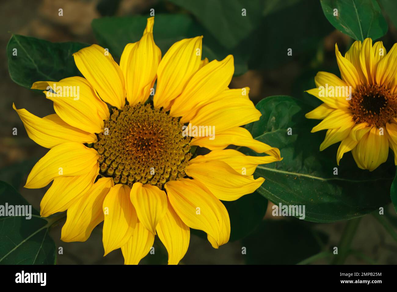 Sunflower natural background, Sunflower blooming, Sunflower oil ...