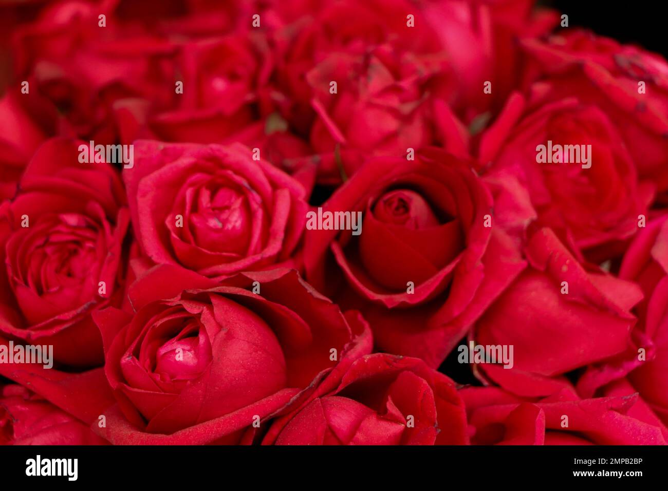 Natural red roses background Stock Photo - Alamy