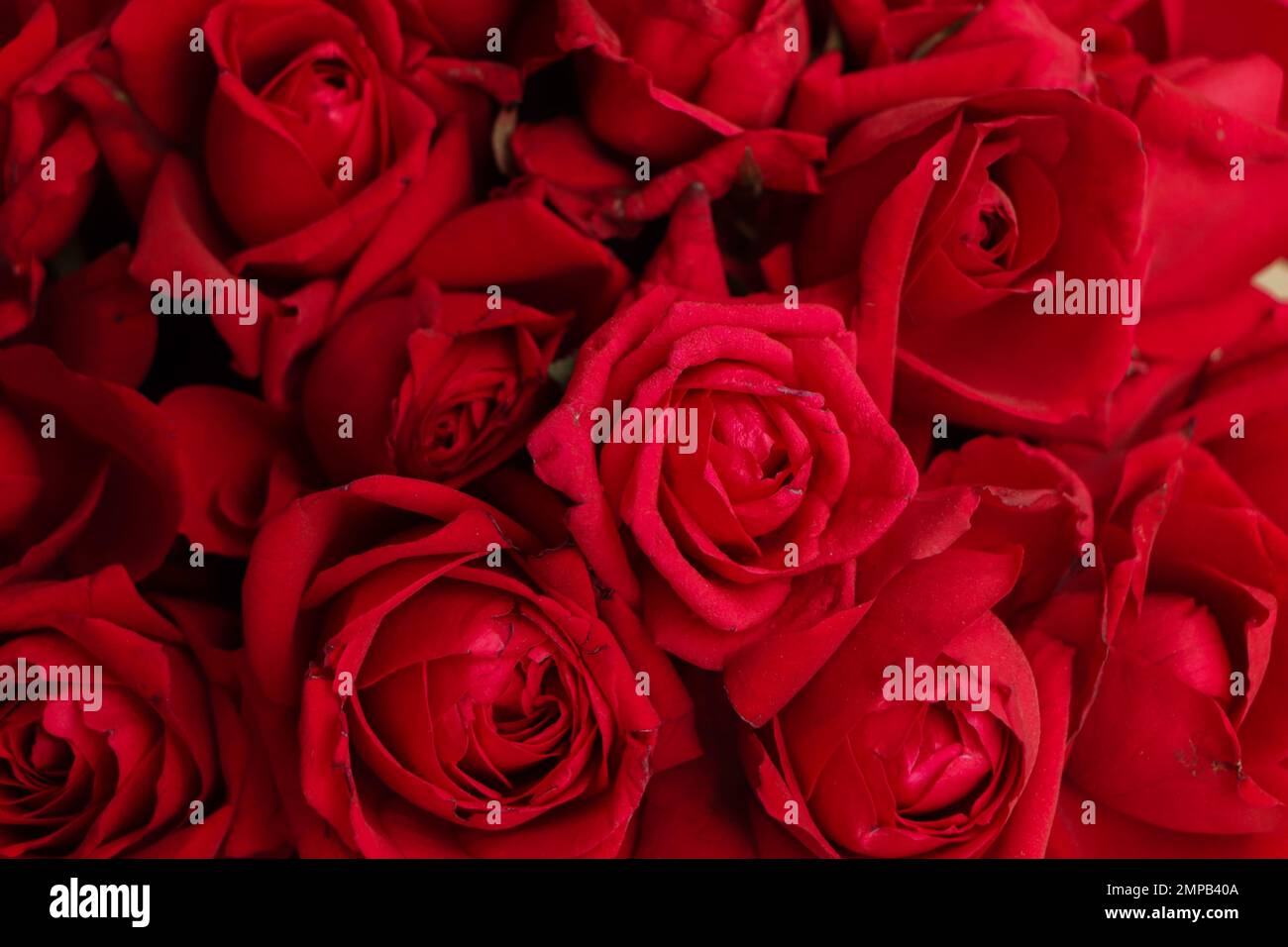 Natural red rose closeup background in flower shop , Bangladesh Stock ...