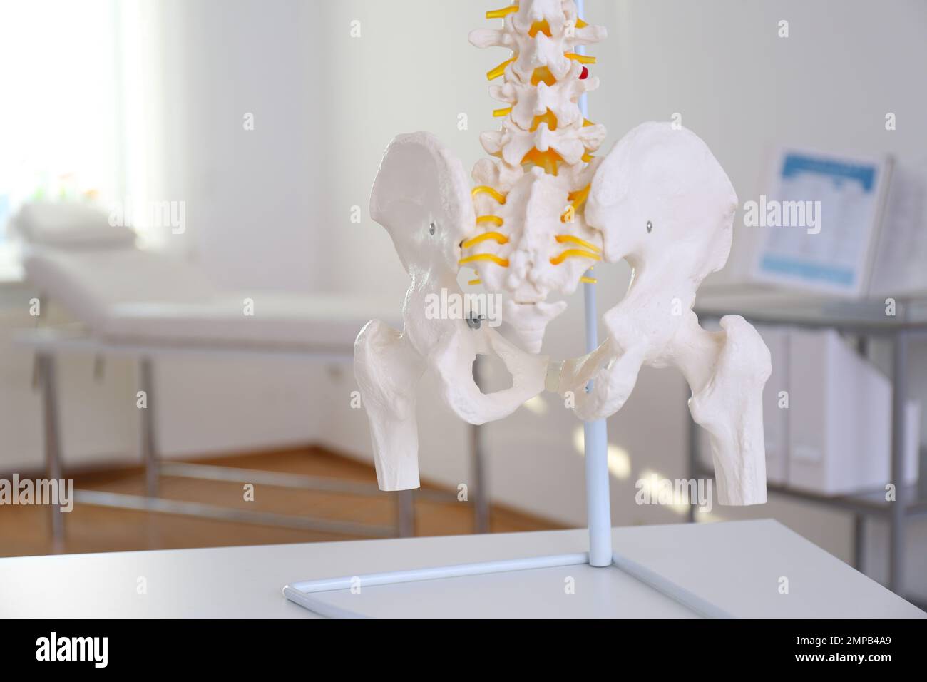 Human spine model on table in orthopedist's office, closeup Stock Photo ...