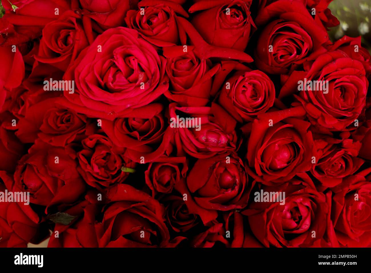 Natural red roses background, flowers wall Stock Photo - Alamy