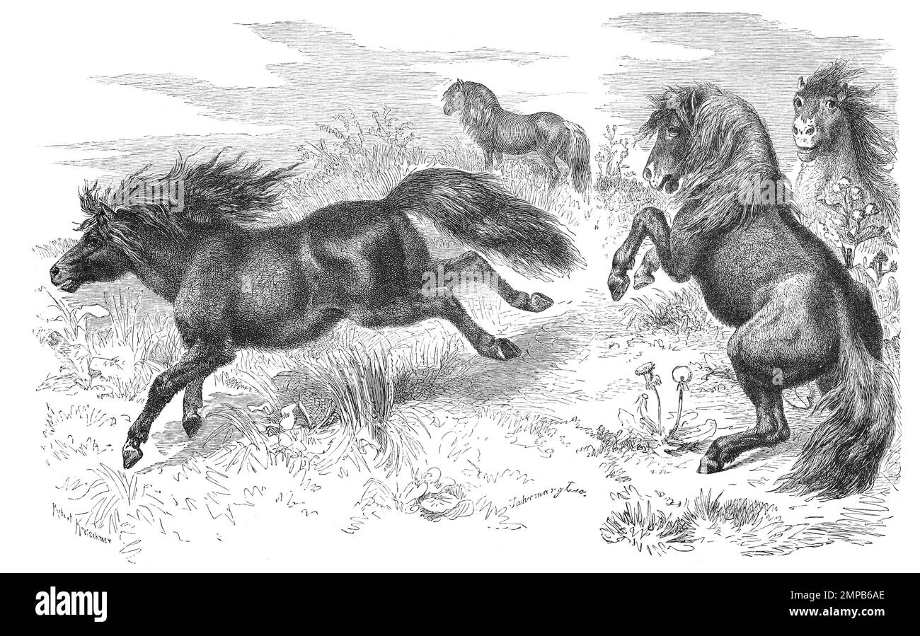 Shetland Pony, Shetlandpony, Pferderasse, Historisch, digital ...