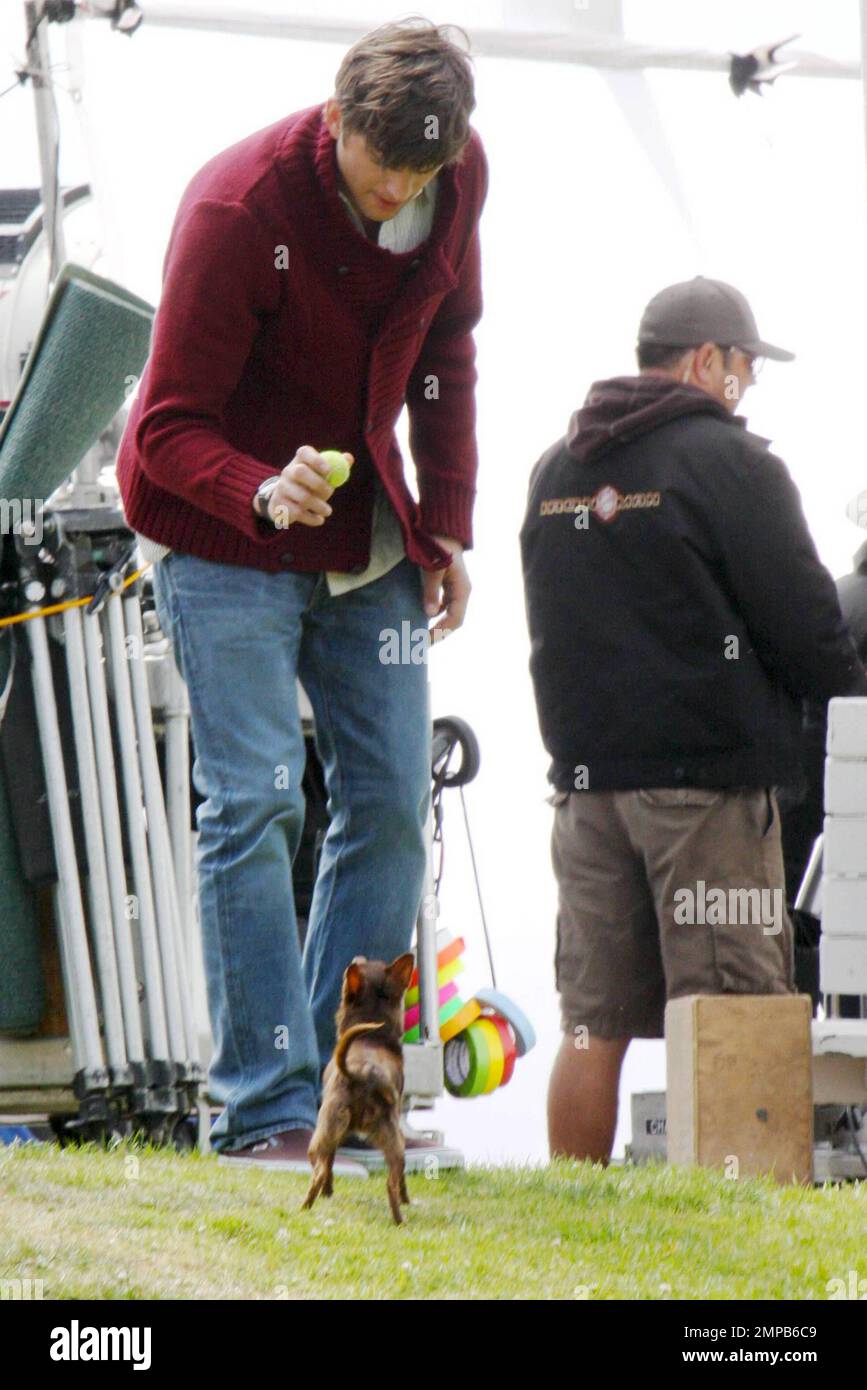 Ashton Kutcher has a good time playing fetch with his four-legged ...