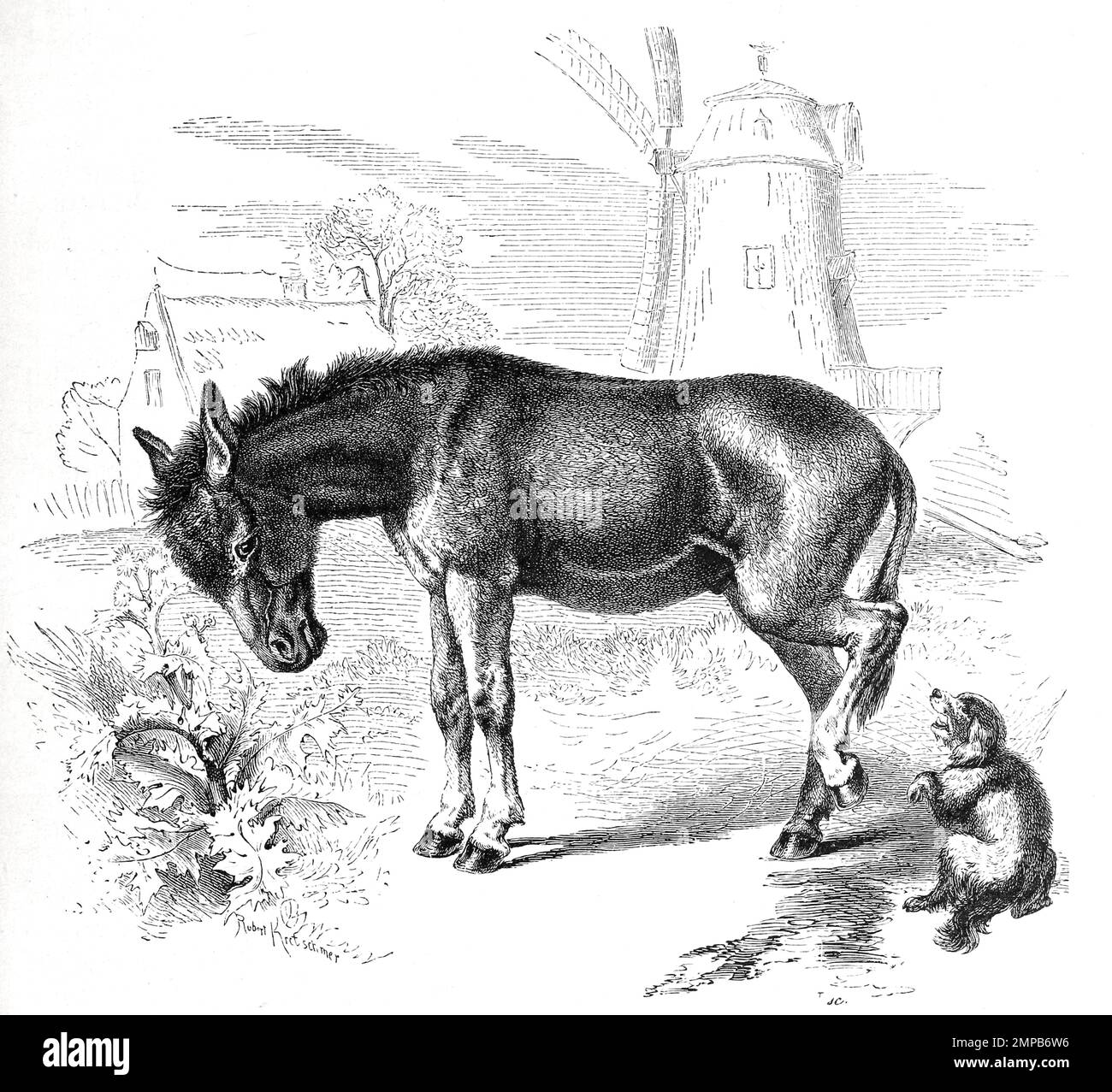 Afrikanische Esel, Equus asinus, Equus africanus, zur Unterscheidung ...