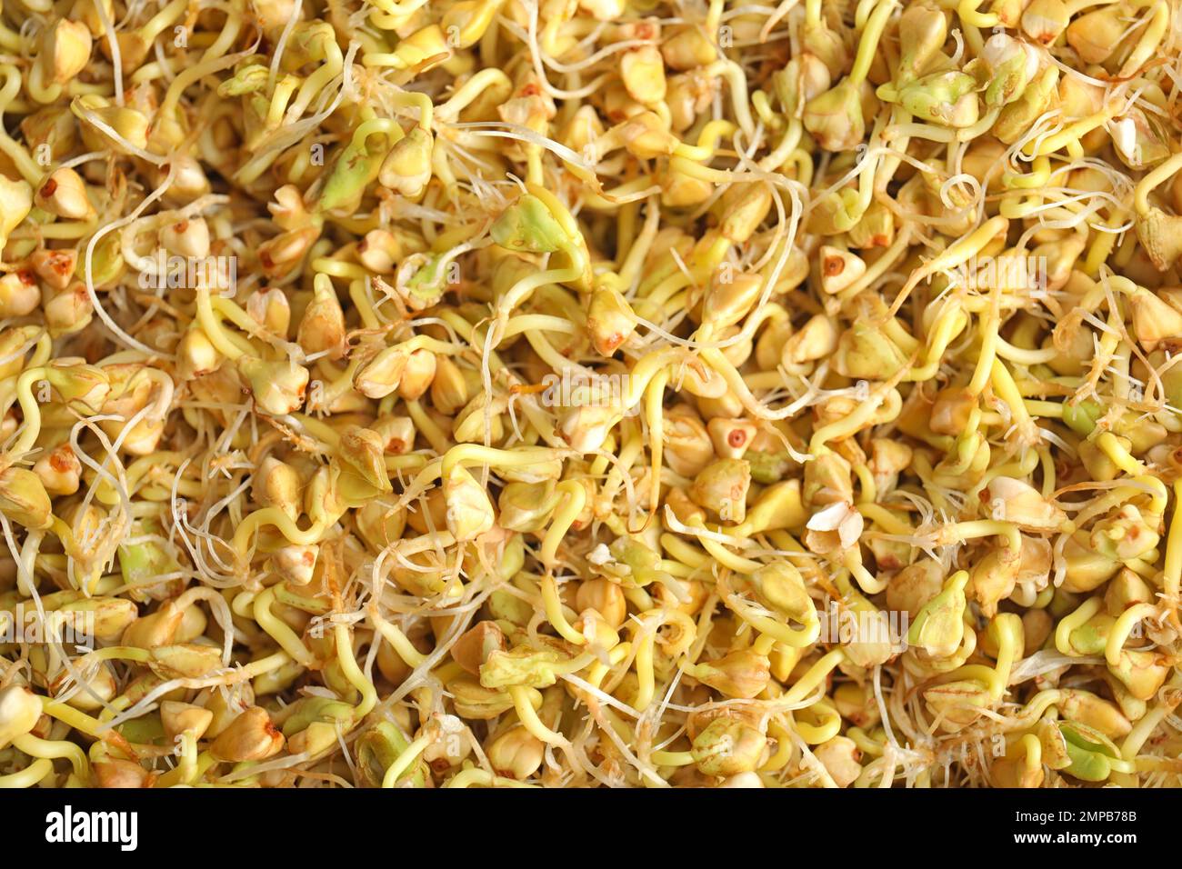Sprouted green buckwheat grains as background, closeup Stock Photo - Alamy