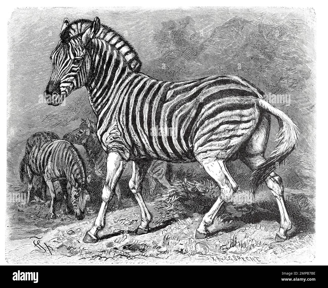 Dauw, Equus burchellii / Burchell's zebra, Equus quagga burchellii, is ...