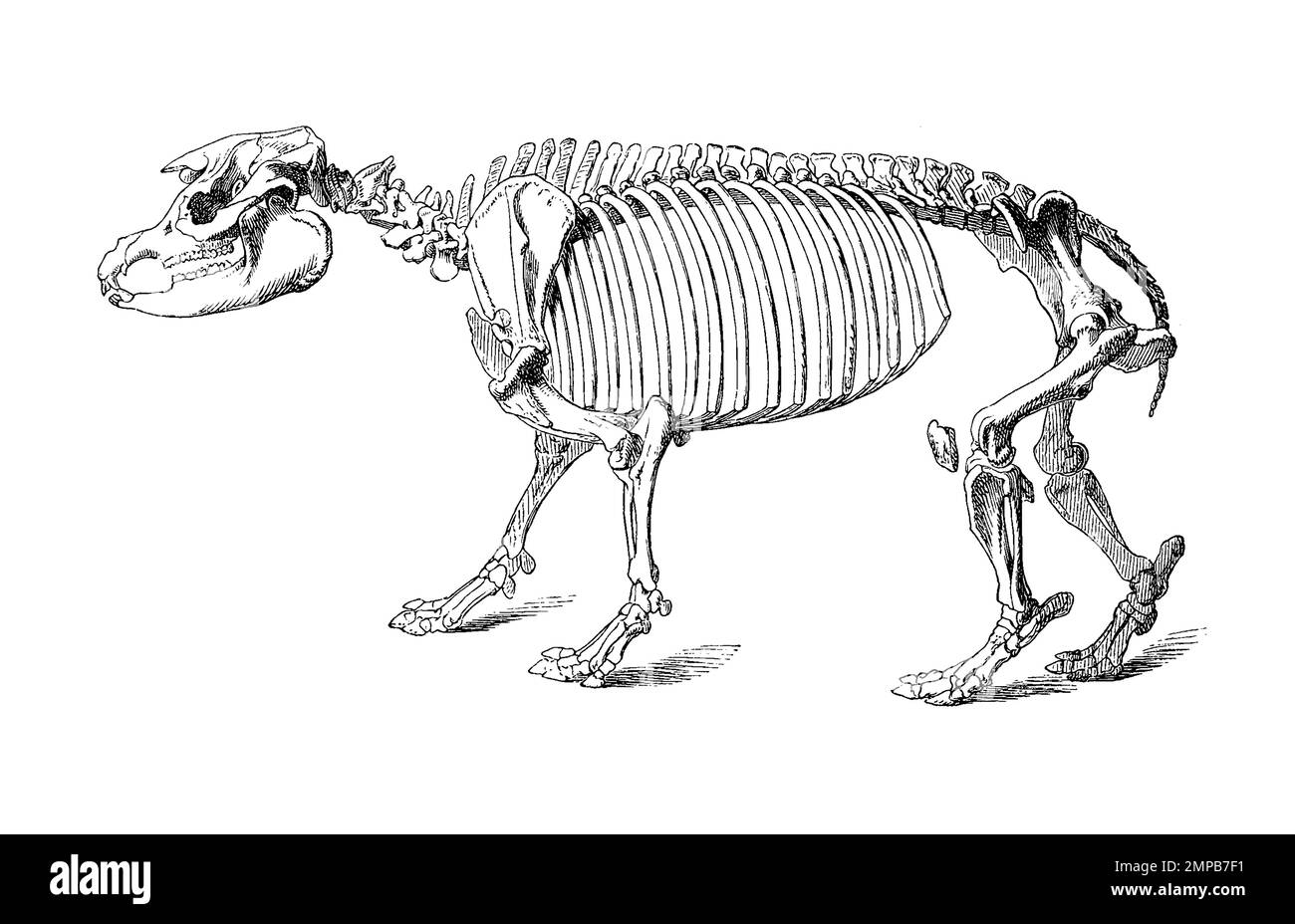 Fauna skelett Black and White Stock Photos & Images - Alamy