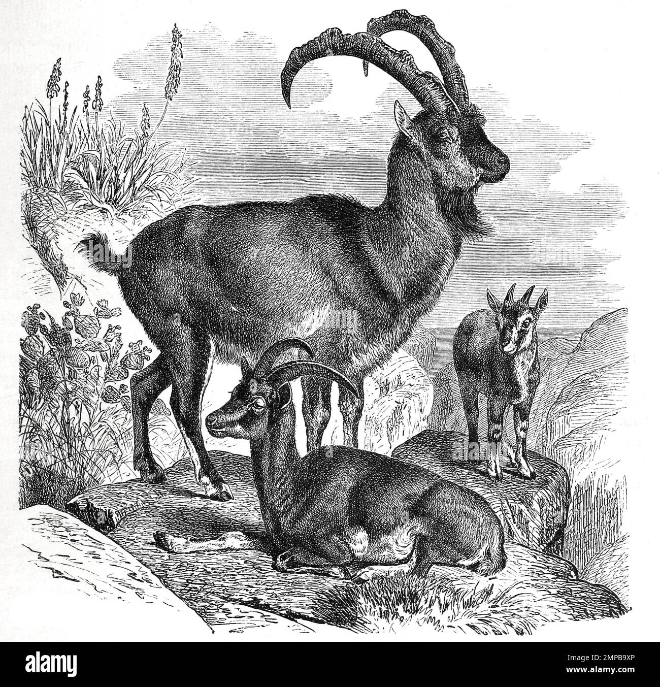 Wildziege, Capra aegagrus, ist eine Säugetierart aus der Familie der Hornträger, Historisch ...