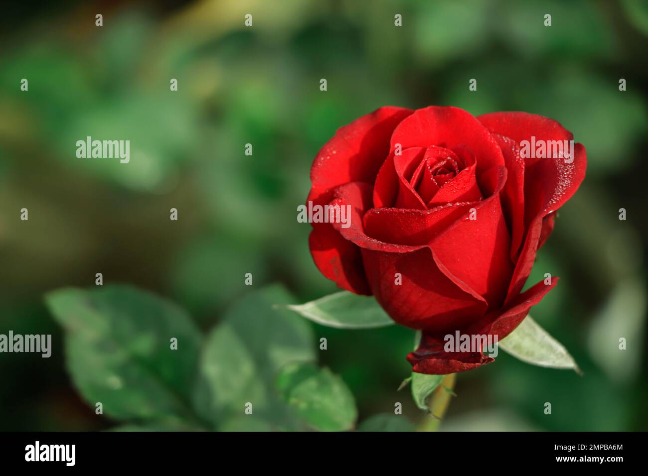 Classic red rose in full bloom close up Stock Photo - Alamy