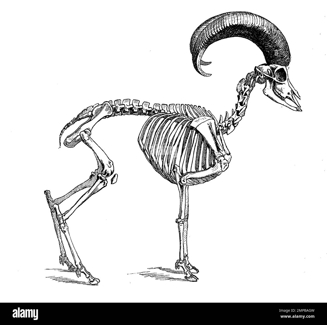 Skelett des Mufflon, Europäischer Mufflon, Ovis gmelini musimon ...