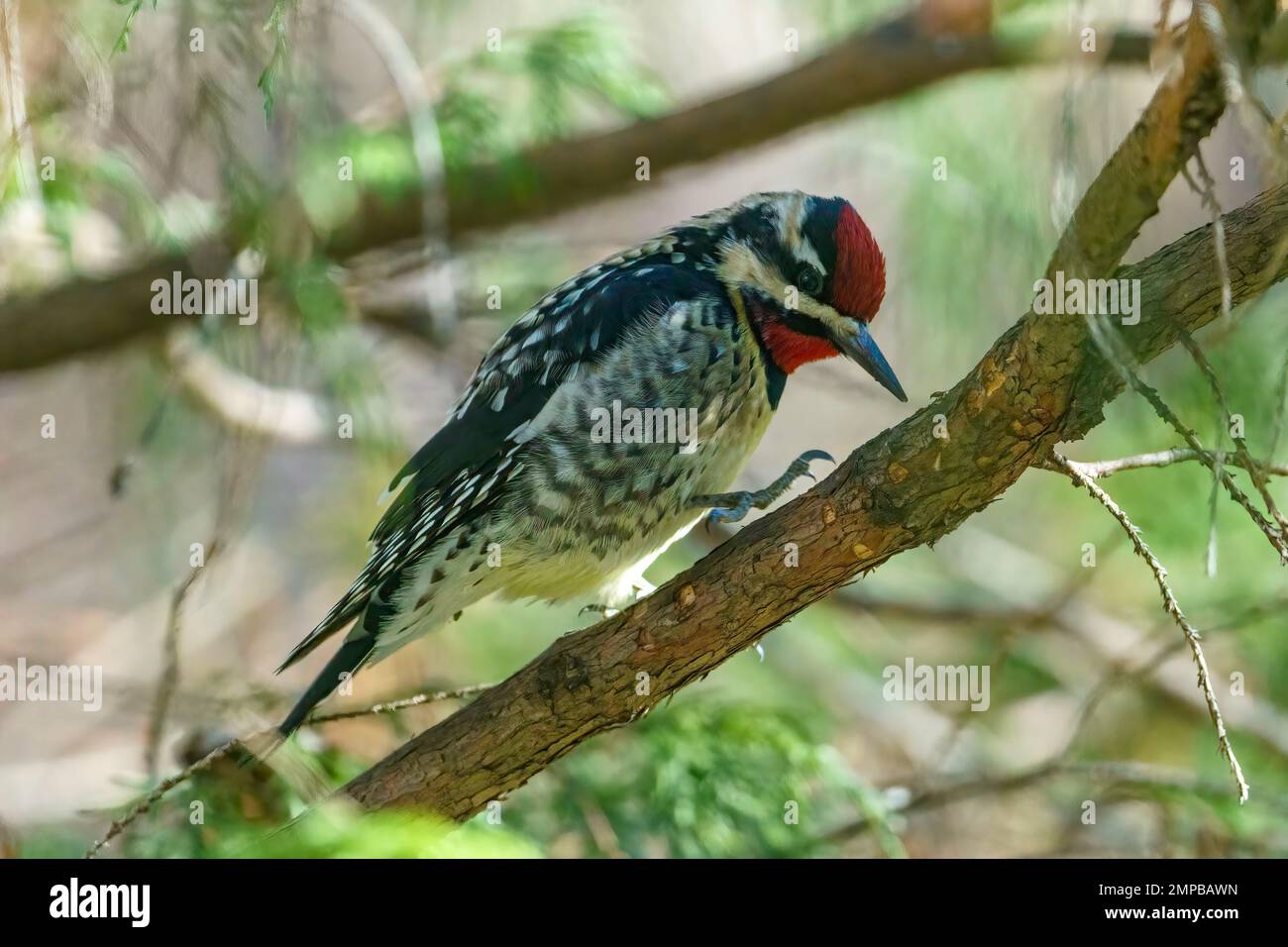 Yellow bellied sapsucker feather hi-res stock photography and images ...