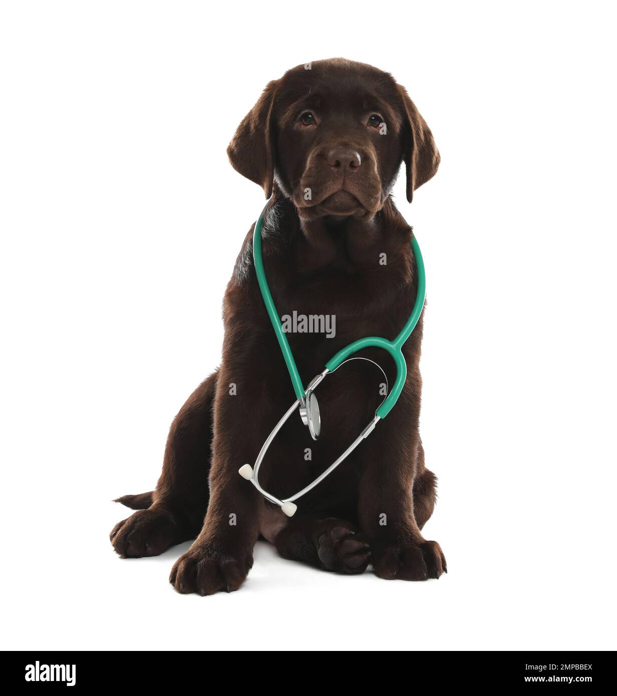 Cute Labrador dog with stethoscope as veterinarian on white background ...