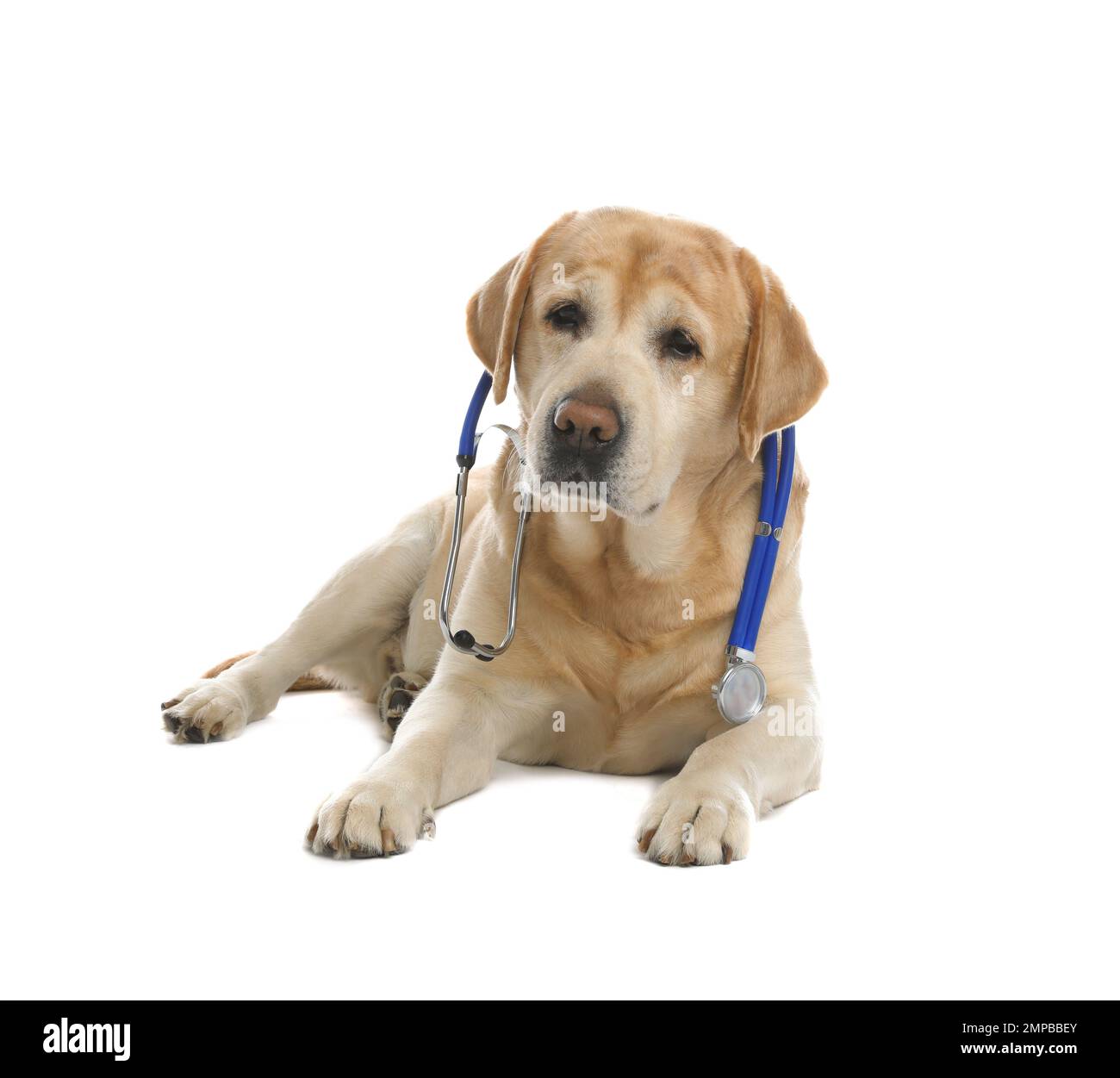 Cute Labrador dog with stethoscope as veterinarian on white background ...