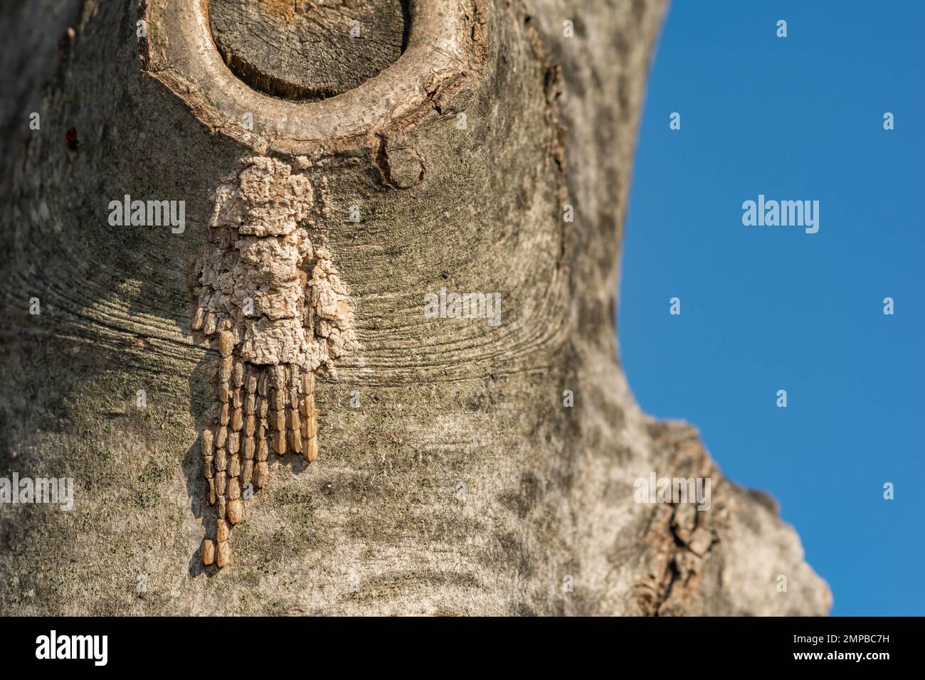 Spotted Lanternfly Egg Mass - Lycorma delicatula Stock Photo - Alamy
