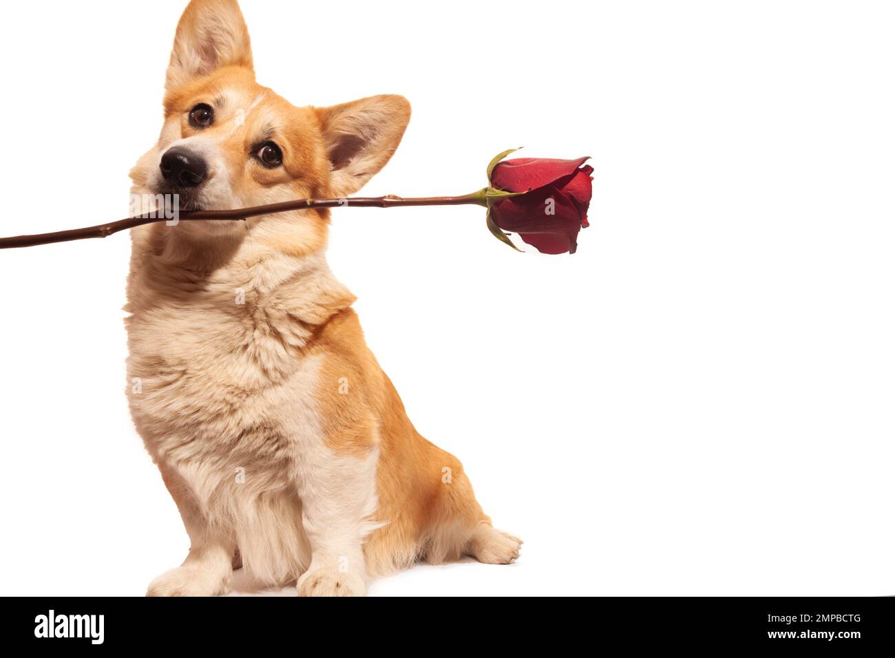 Cool Pembroke Welsh Corgi on an isolated white background with rose ...