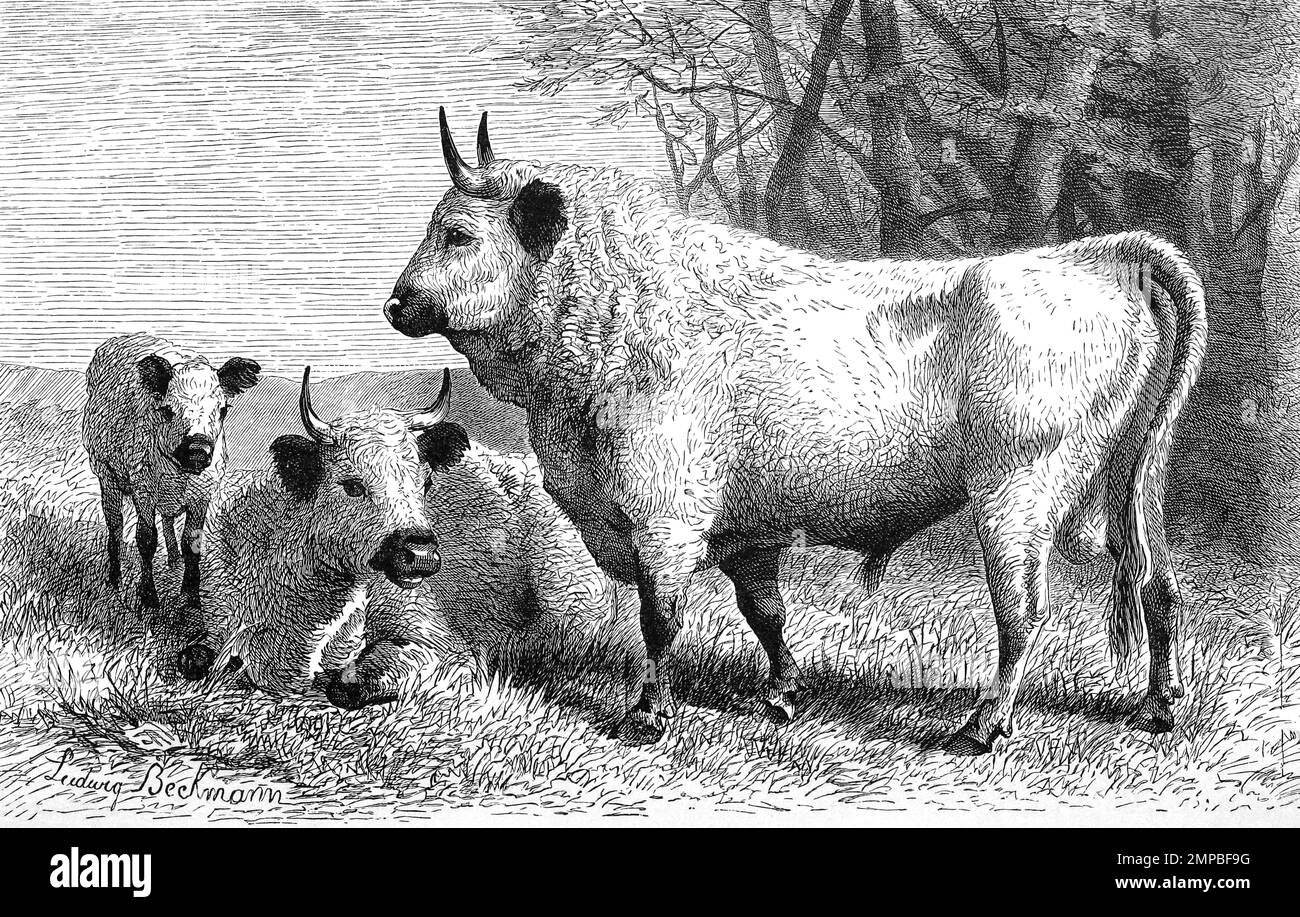 Tierwelt england hi-res stock photography and images - Alamy