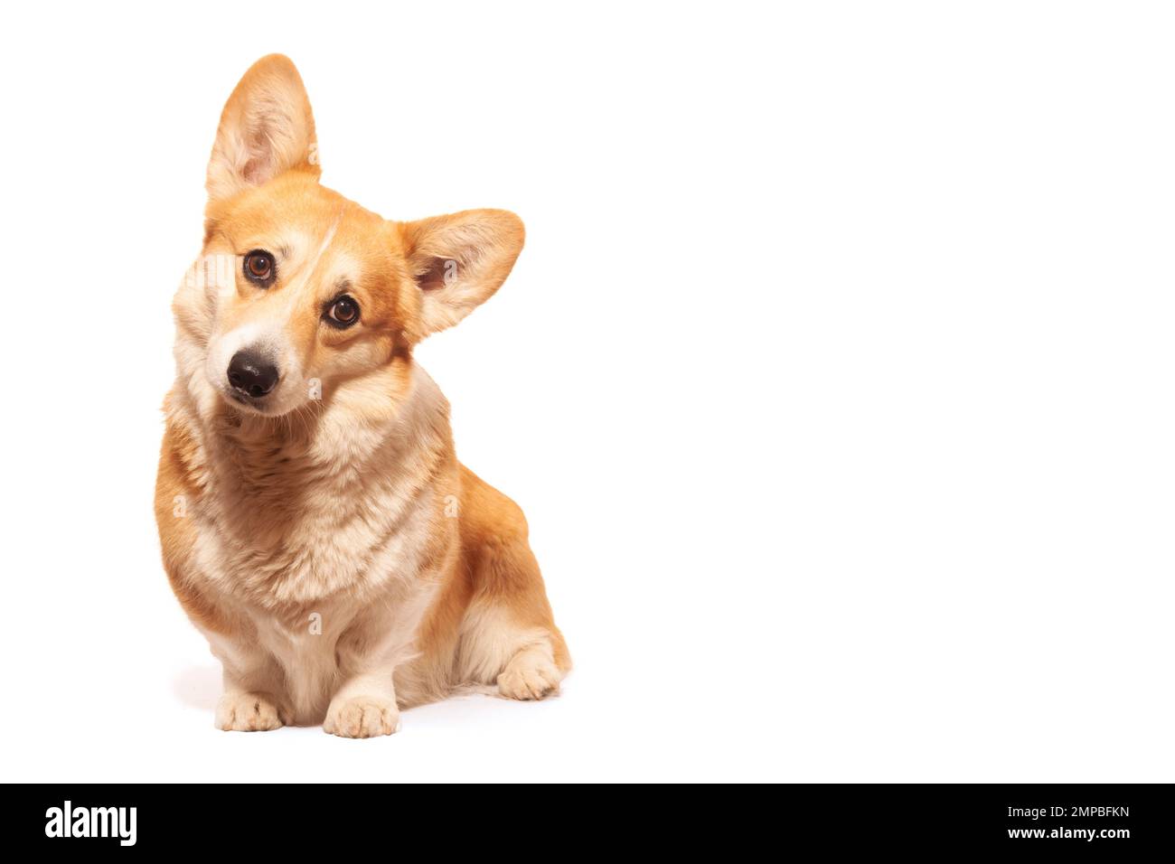 Cool Pembroke Welsh Corgi on an isolated white background looks into ...