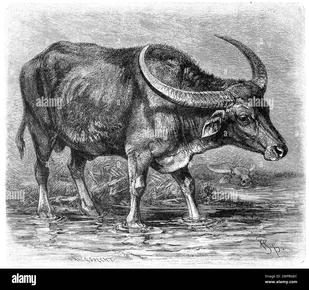 Karbau, Bos kerabau, Historisch, digital restaurierte Reproduktion von ...