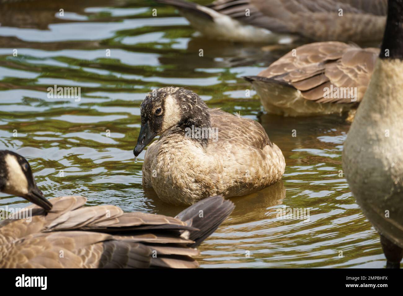 Young goose with water dripping down it's beak in a pond Stock Photo ...