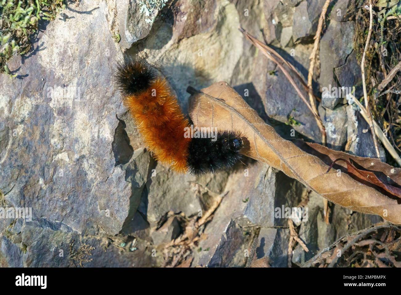 Woolly worm hi-res stock photography and images - Alamy
