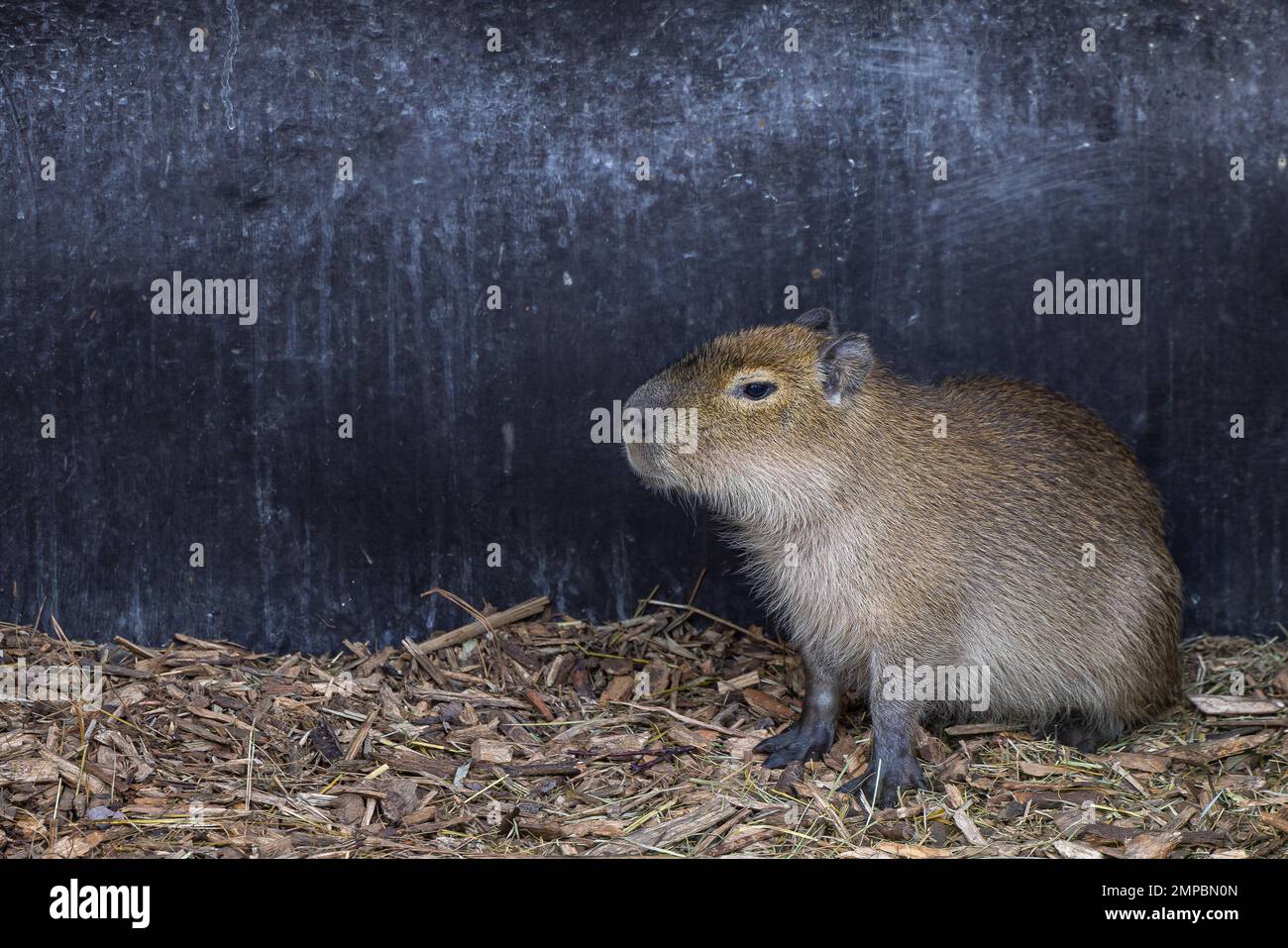 A capybara in its habitat in zoo Stock Photo - Alamy