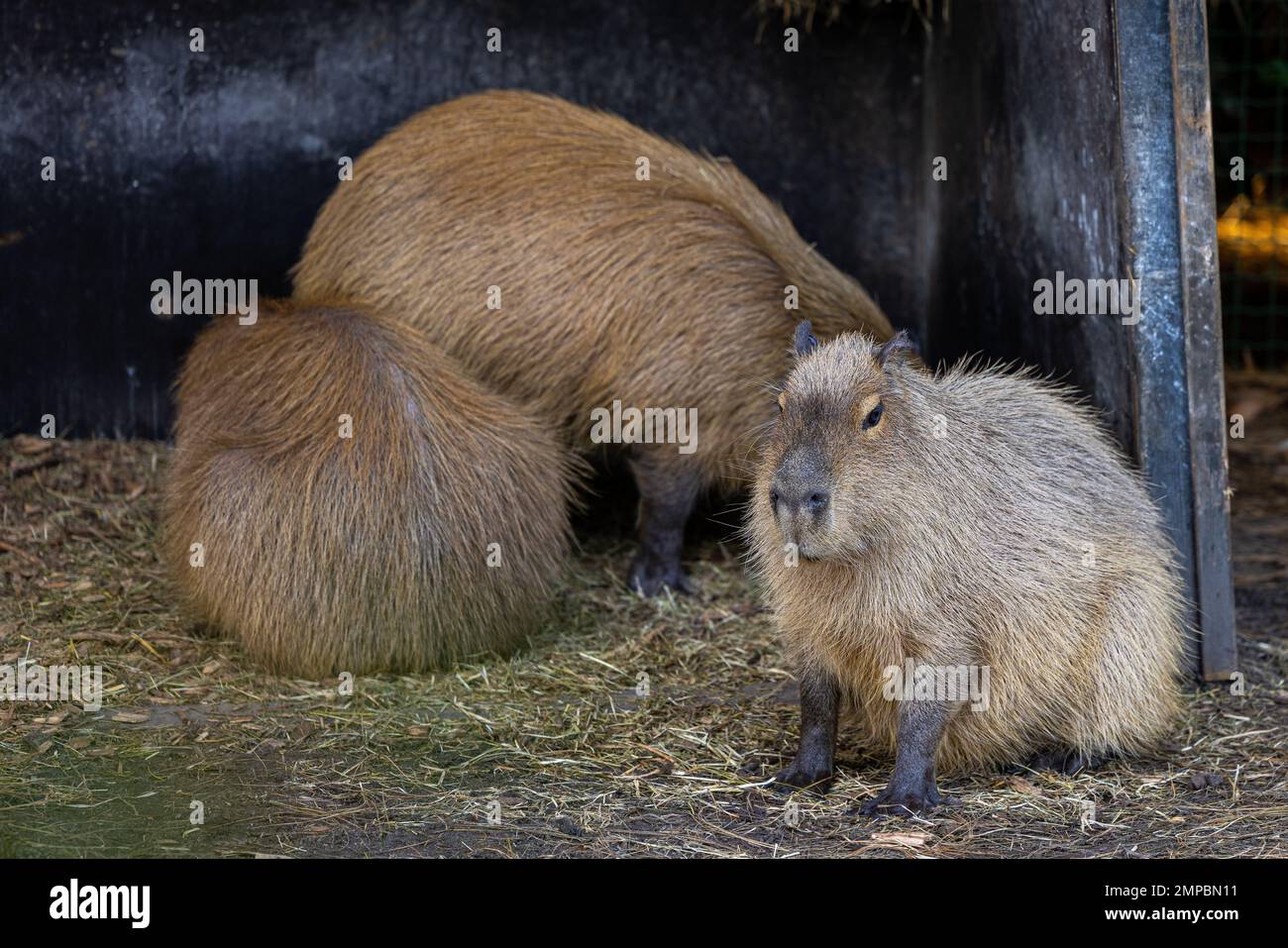 A capybara family in their habitat in zoo Stock Photo - Alamy