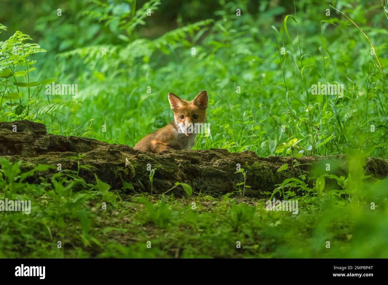 Red fox cub (Vulpes vulpes) approximately 10/12 weeks old. Woolhope ...