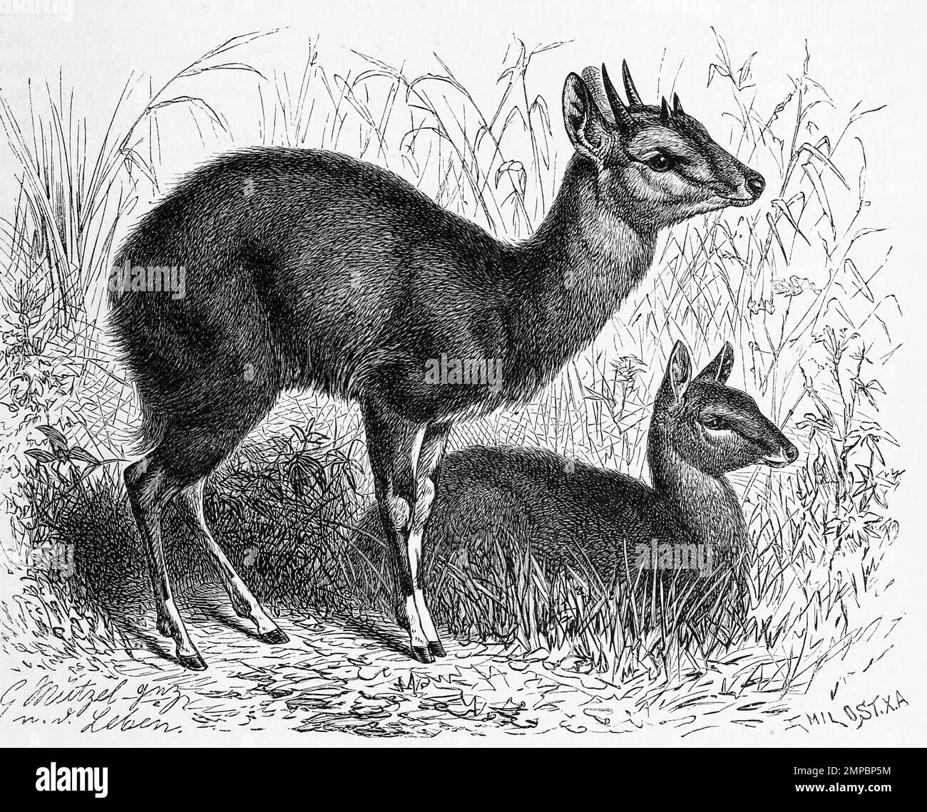 Vierhornantilope, Tetracerus quadricornis, eine asiatische Antilope aus der Familie der ...