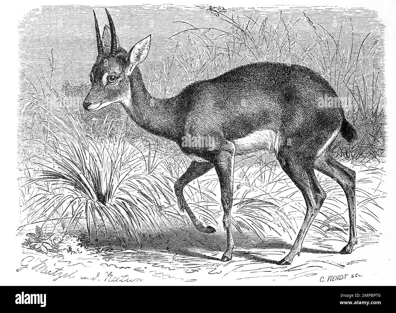 Ourebi Cut Out Stock Images & Pictures - Alamy